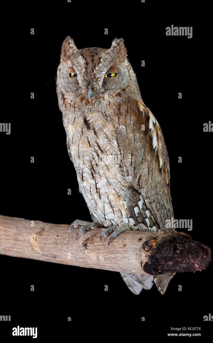Otus scops hi-res stock photography and images - Alamy