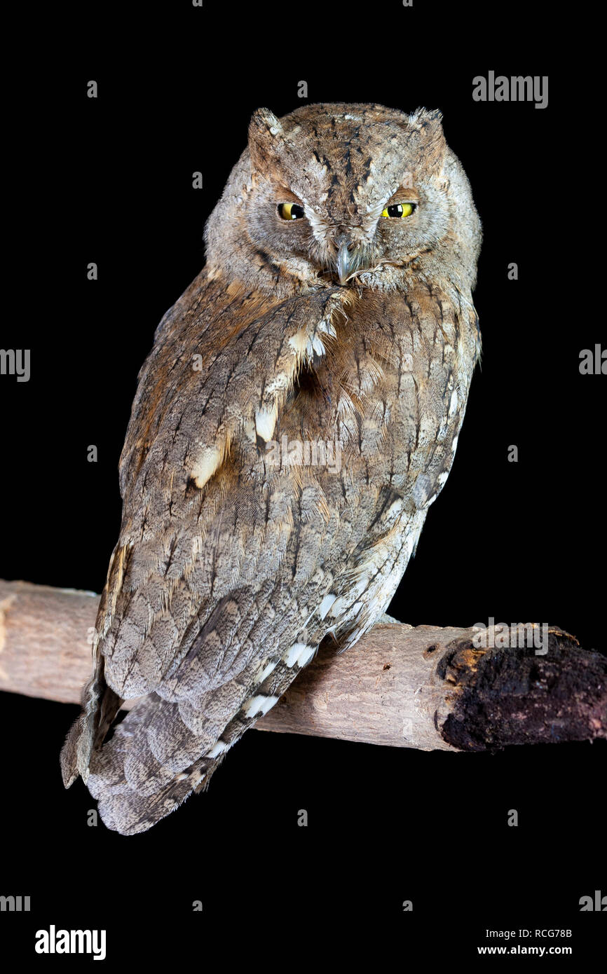 Scops Owl Stock Photos & Scops Owl Stock Images - Alamy