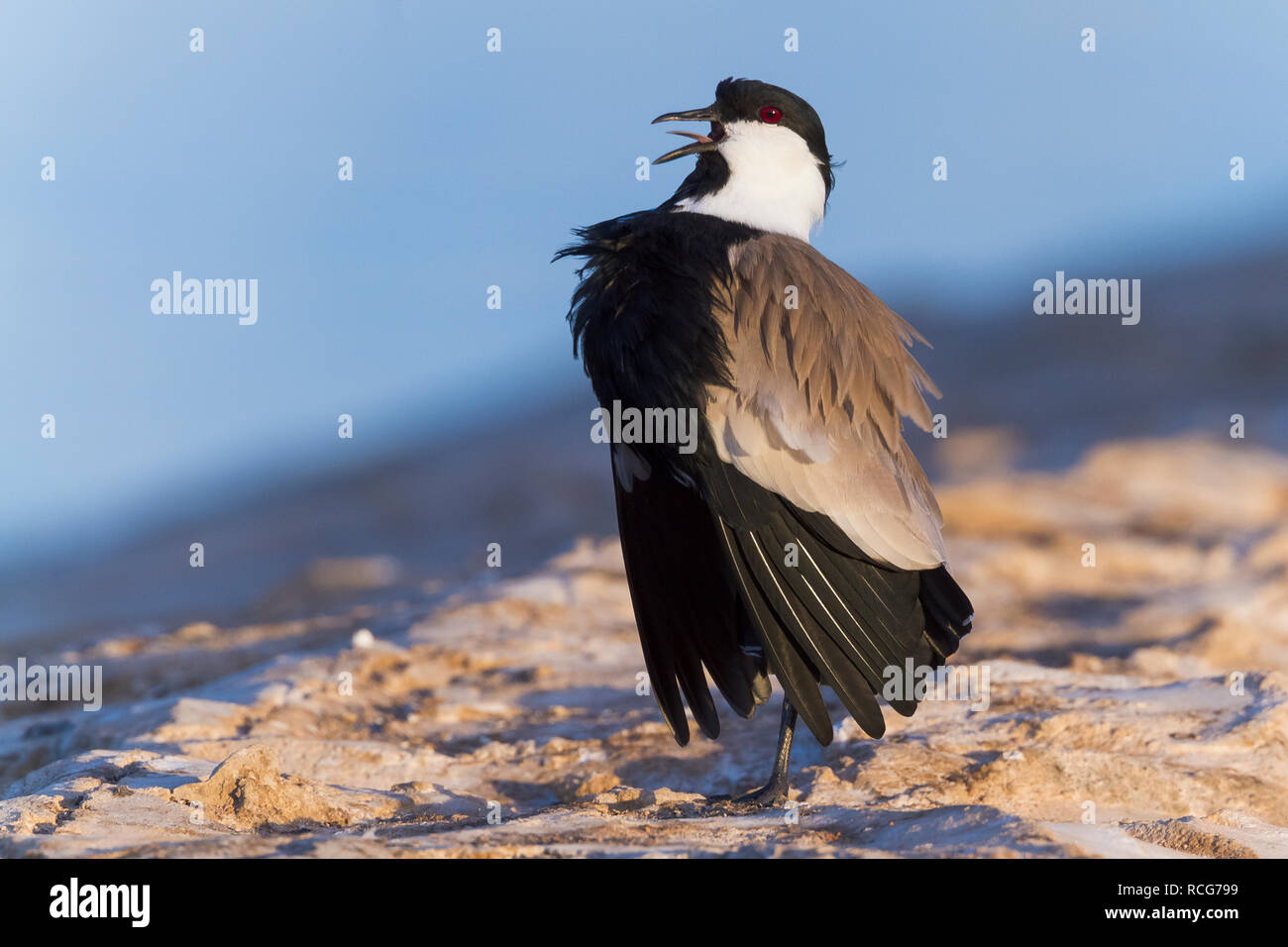 Adult spur winged lapwing hi-res stock photography and images - Alamy
