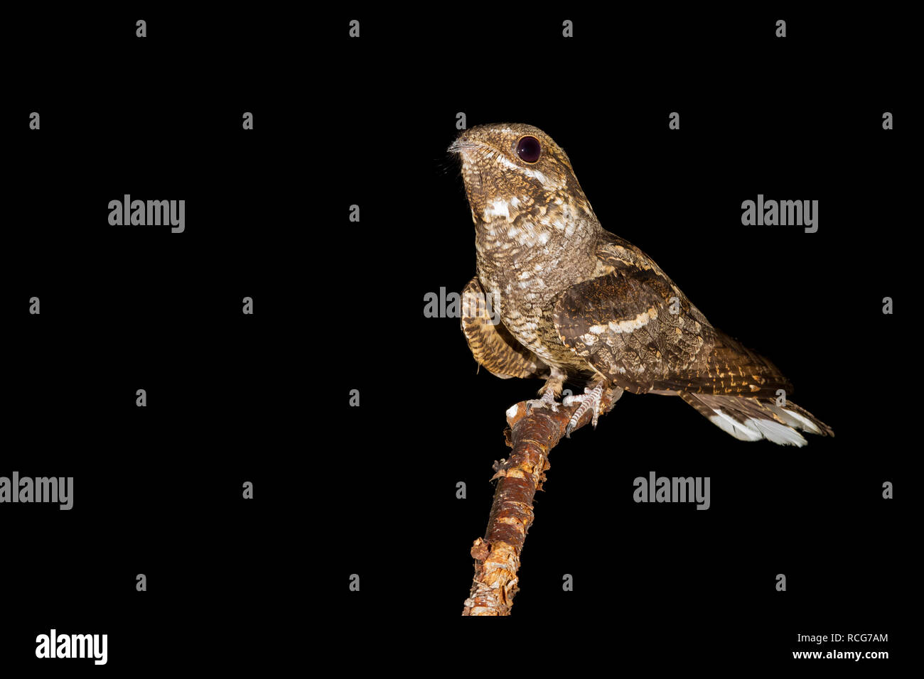 European nightjar hi-res stock photography and images - Alamy
