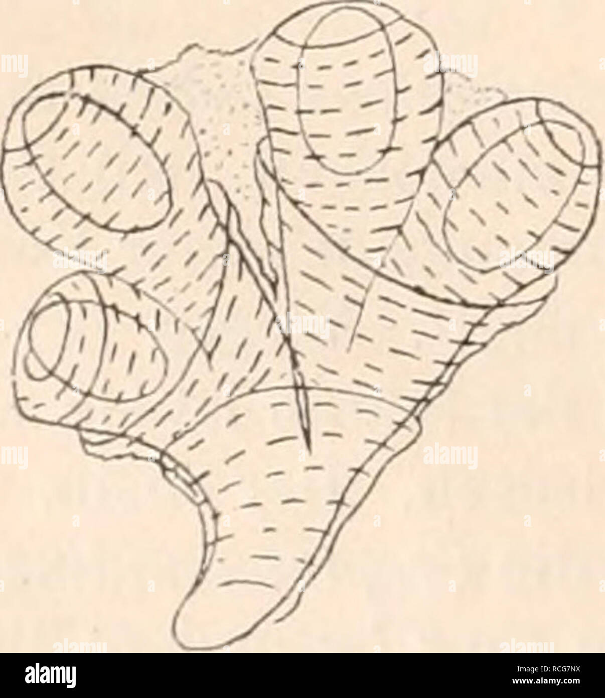 Chilomonas hi-res stock photography and images - Alamy