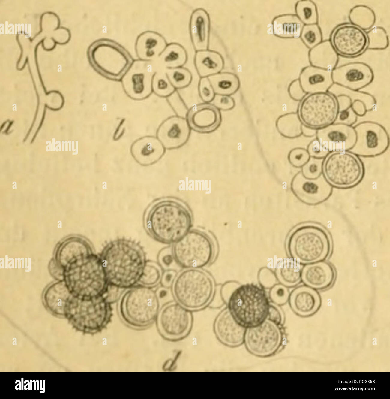 Entyloma hi-res stock photography and images - Alamy