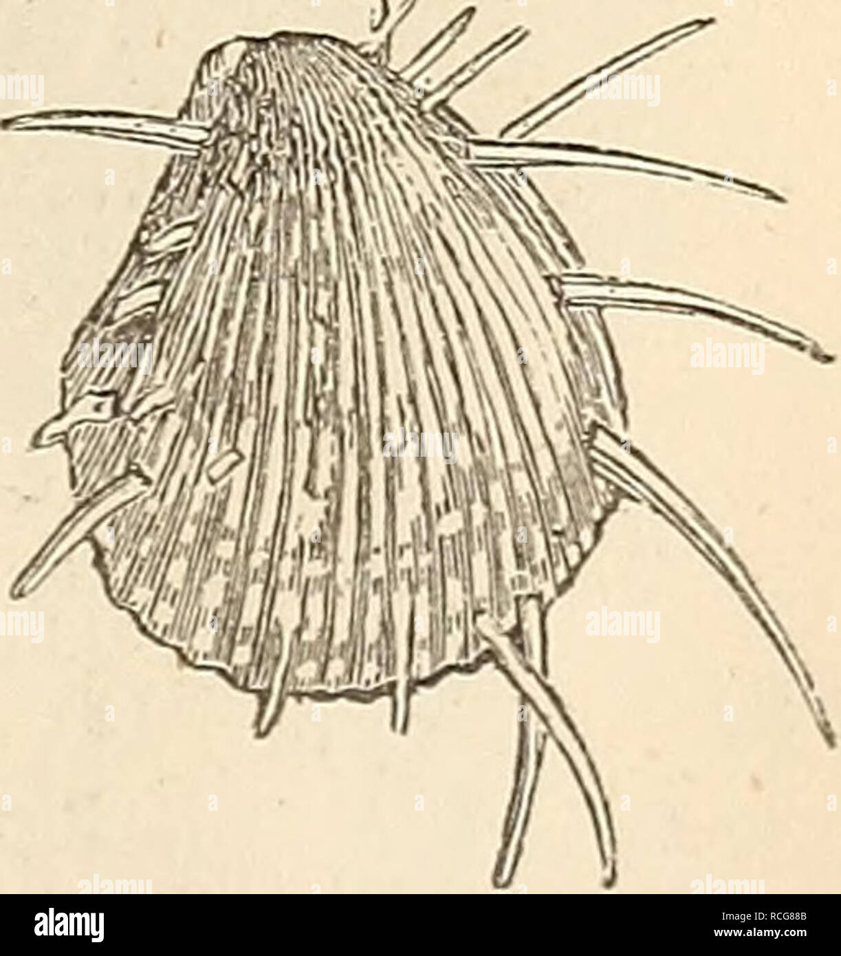 Plagiostoma hi-res stock photography and images - Alamy