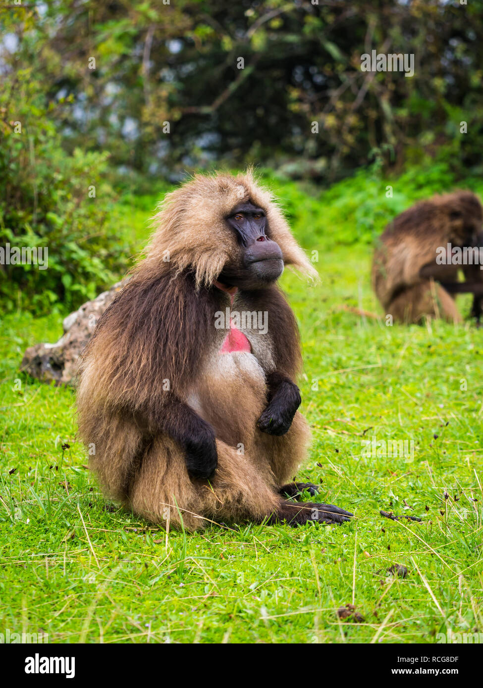 Male gelada theropithecus gelada hi-res stock photography and images ...