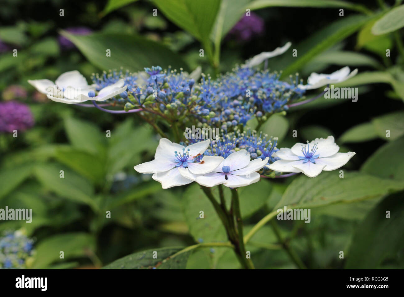 Lacecap Hydrangea flowers with pale blue inner and white outer flowers ...