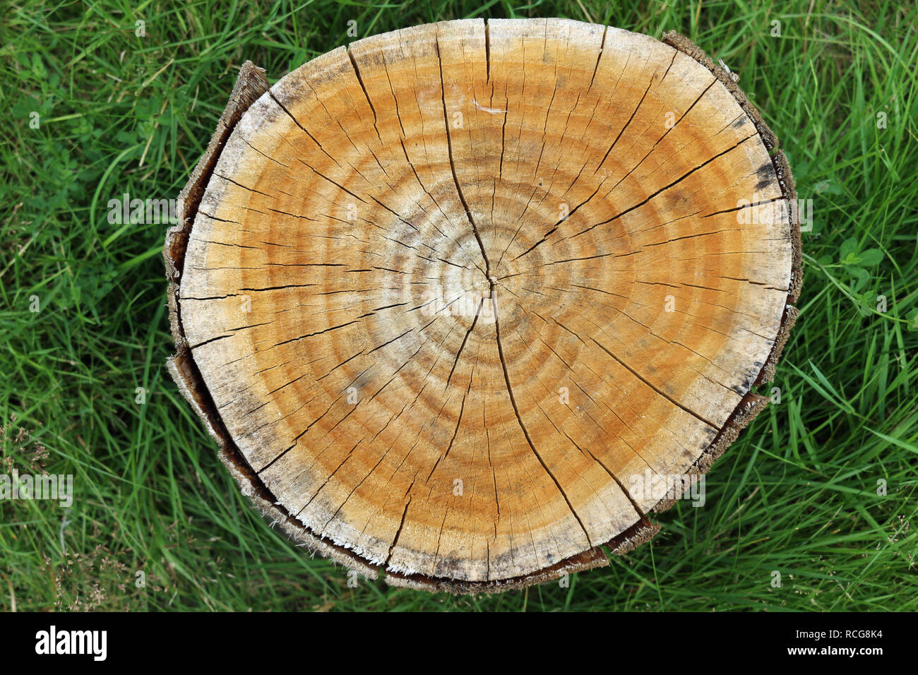 Cross section of a cracked and drying cut tree stump with an orange ...