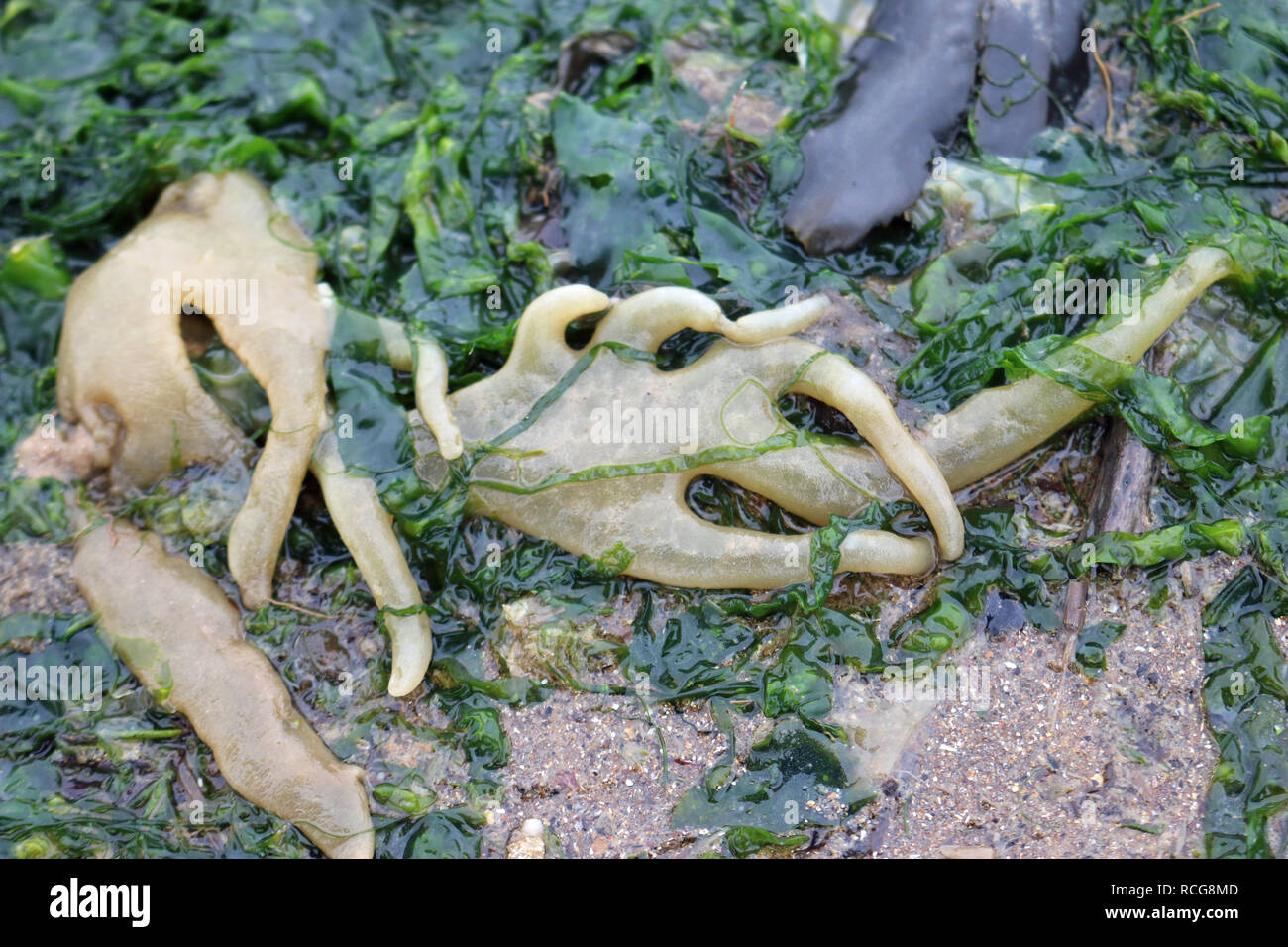 Sea chervil (Alcyonidium diaphanum), a bryozoan that causes the skin ...