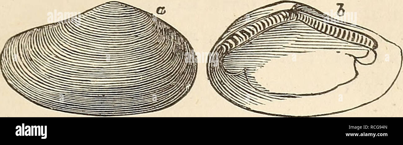 Genus pecten miocene hi-res stock photography and images - Alamy