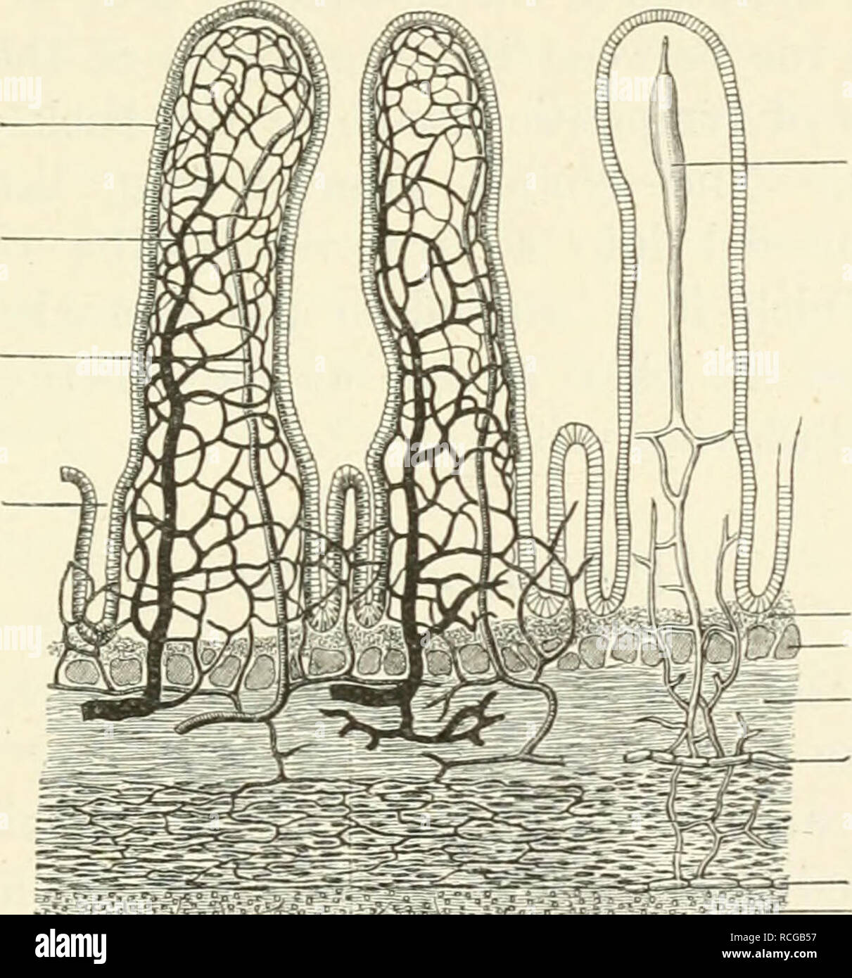 . Elements of human physiology. Physiology. THE MECHANISMS OF DIGESTION ...
