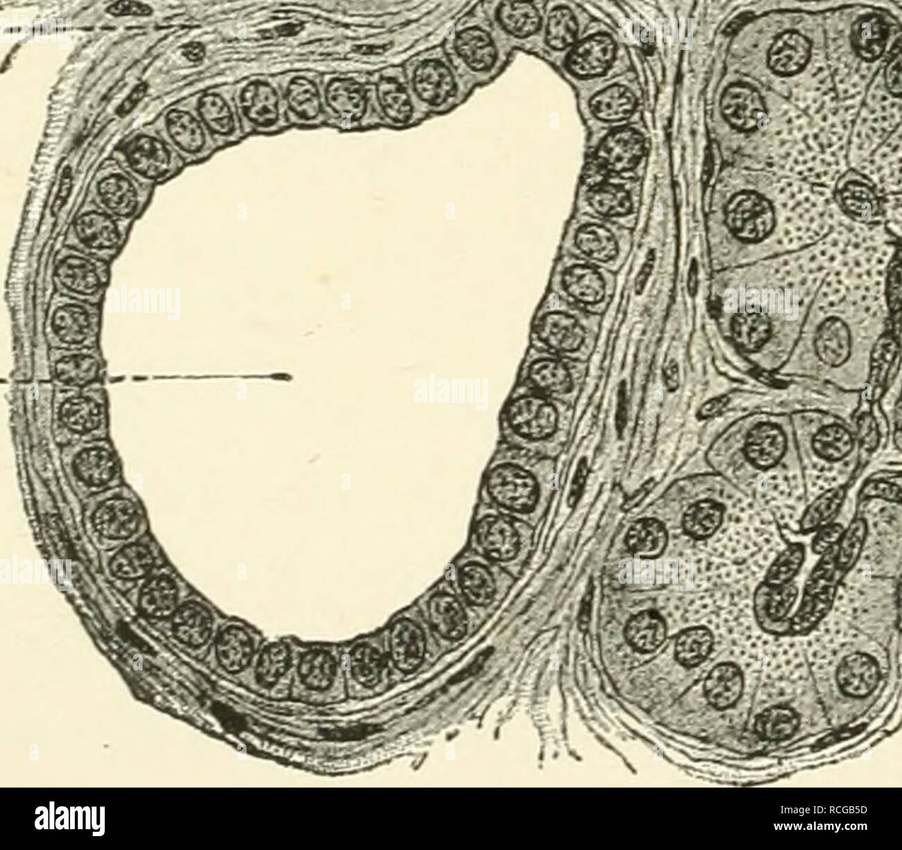 . Elements of human physiology. Physiology. 828 PHYSIOLOGY Section 4 ...