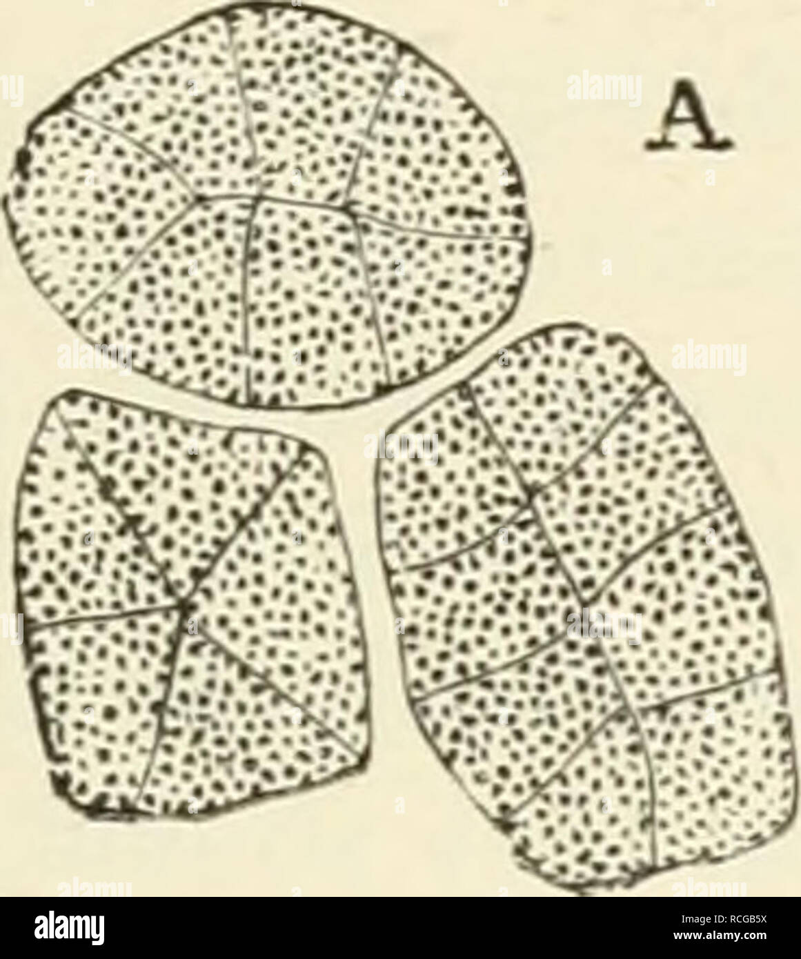 Acinus cells hi-res stock photography and images - Alamy