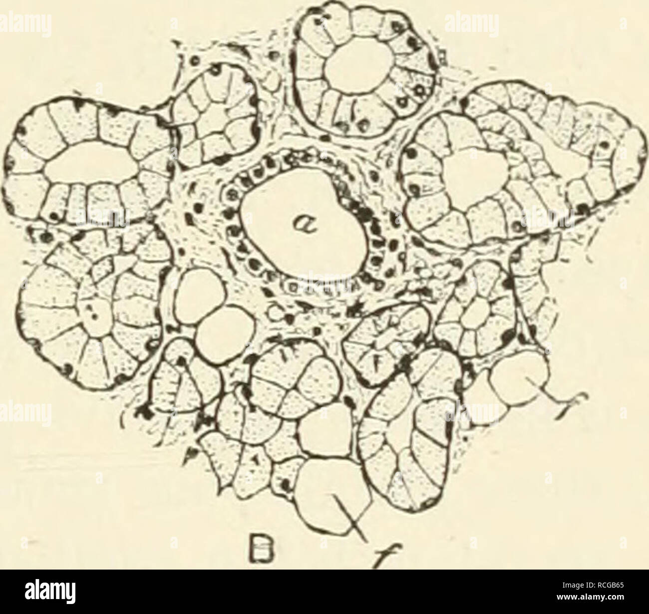 . Elements of human physiology. Physiology. A, serous gland ; B, pure ...