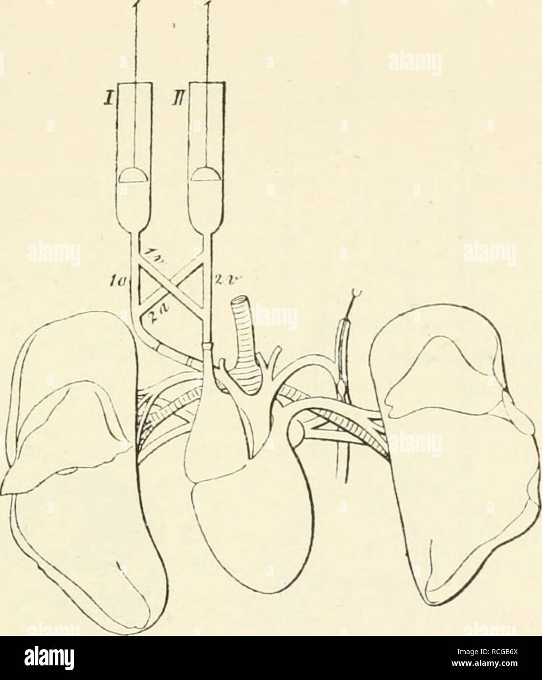 . Elements of human physiology. Physiology. THE VASCULAR MECHANISM 253 ...