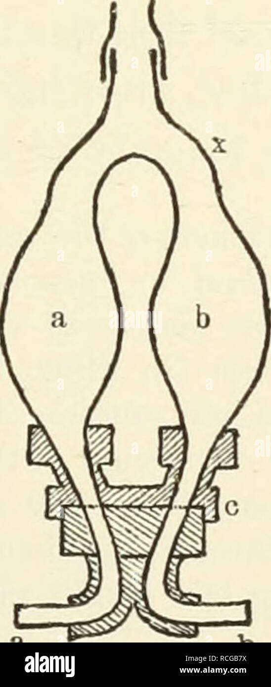 . Elements of human physiology. Physiology. THE VASCULAR MECHANISM 201 ...