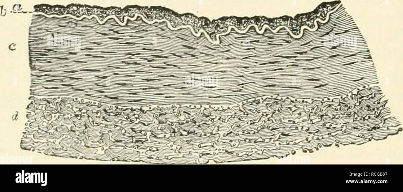 Elastic tissue aorta hi-res stock photography and images - Alamy