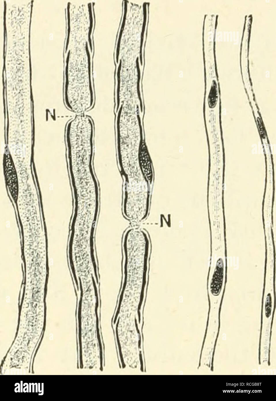 Human nerve cell growth hi-res stock photography and images - Alamy