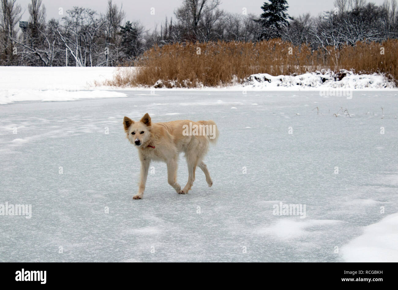 Ginger wolf hi-res stock photography and images - Alamy