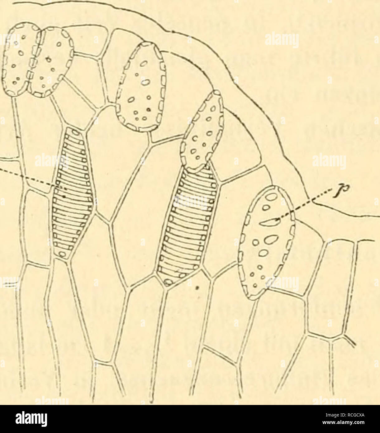 Trichomen hi-res stock photography and images - Alamy