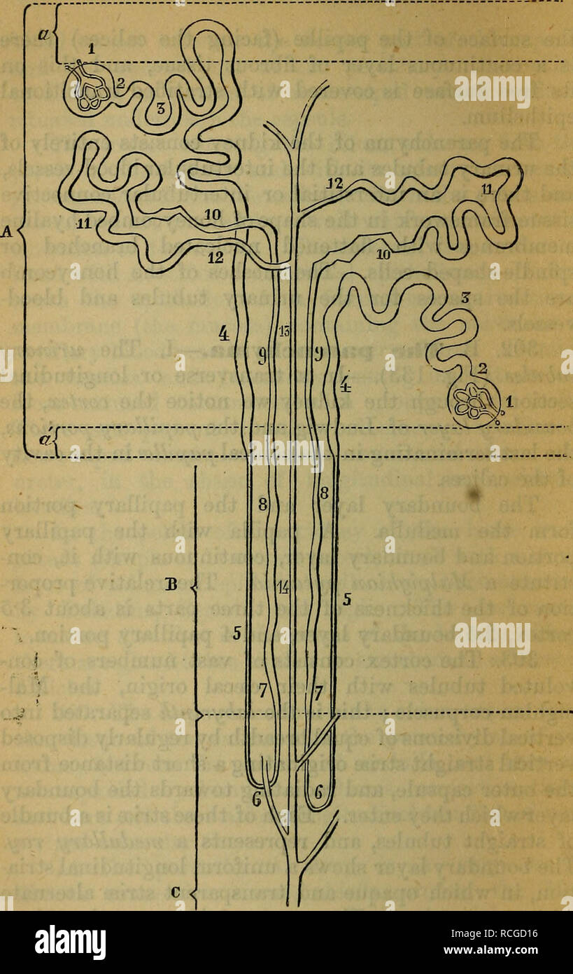 . Elements of histology. Histology. Fig. 133.—Diagram showing the ...