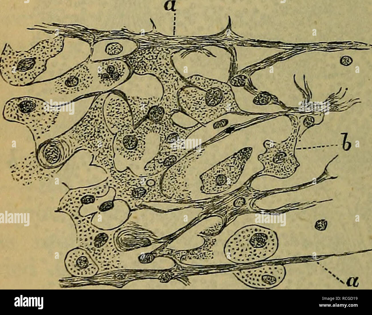 . Elements of histology. Histology. 226 Elements op Histology, [chap ...