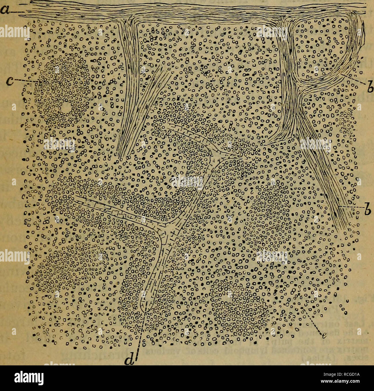 Serous Membrane Histology