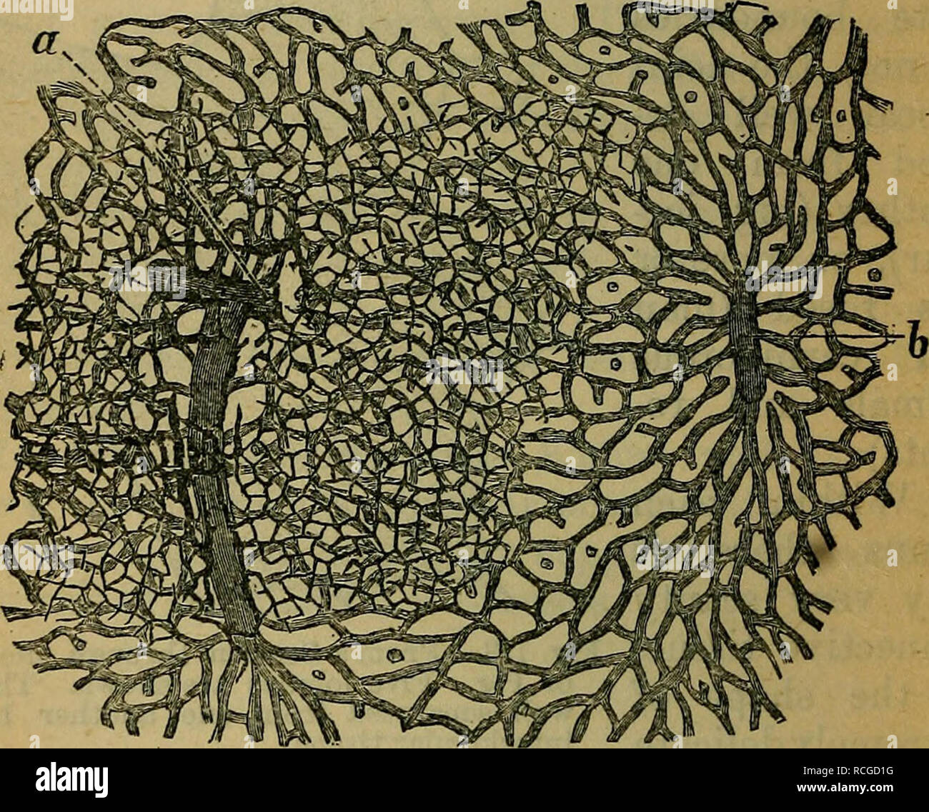 . Elements of histology. Histology. 2i2 Elements of Histology. [Chap ...