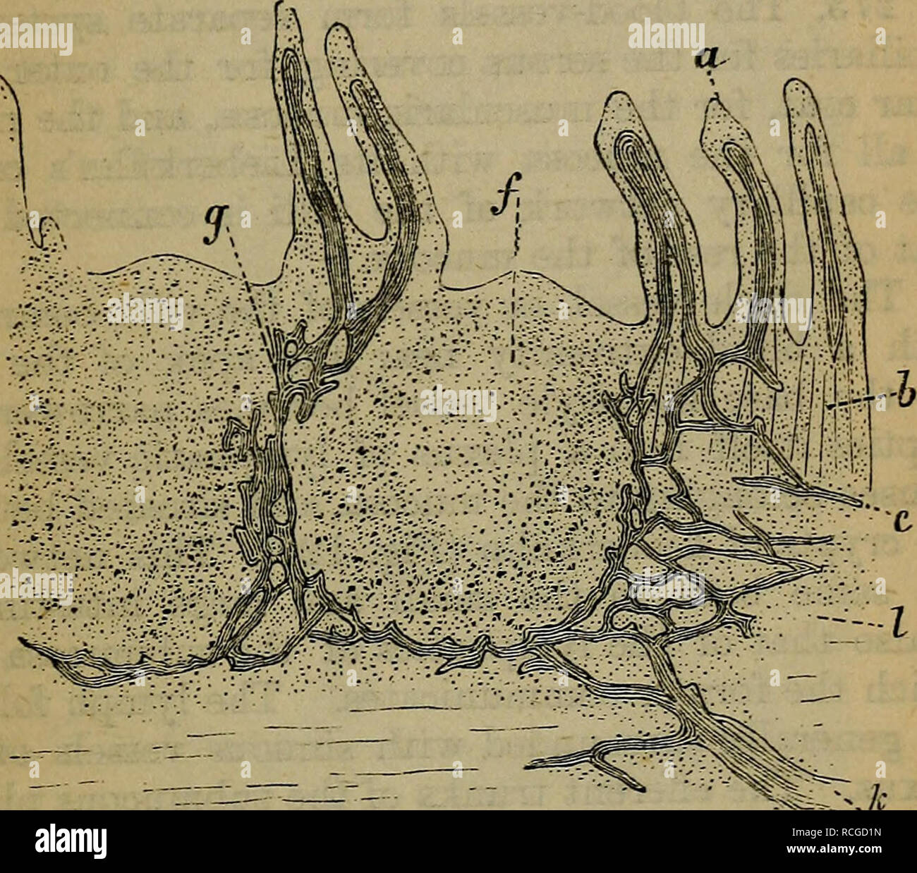 Lymph follicles hi-res stock photography and images - Alamy