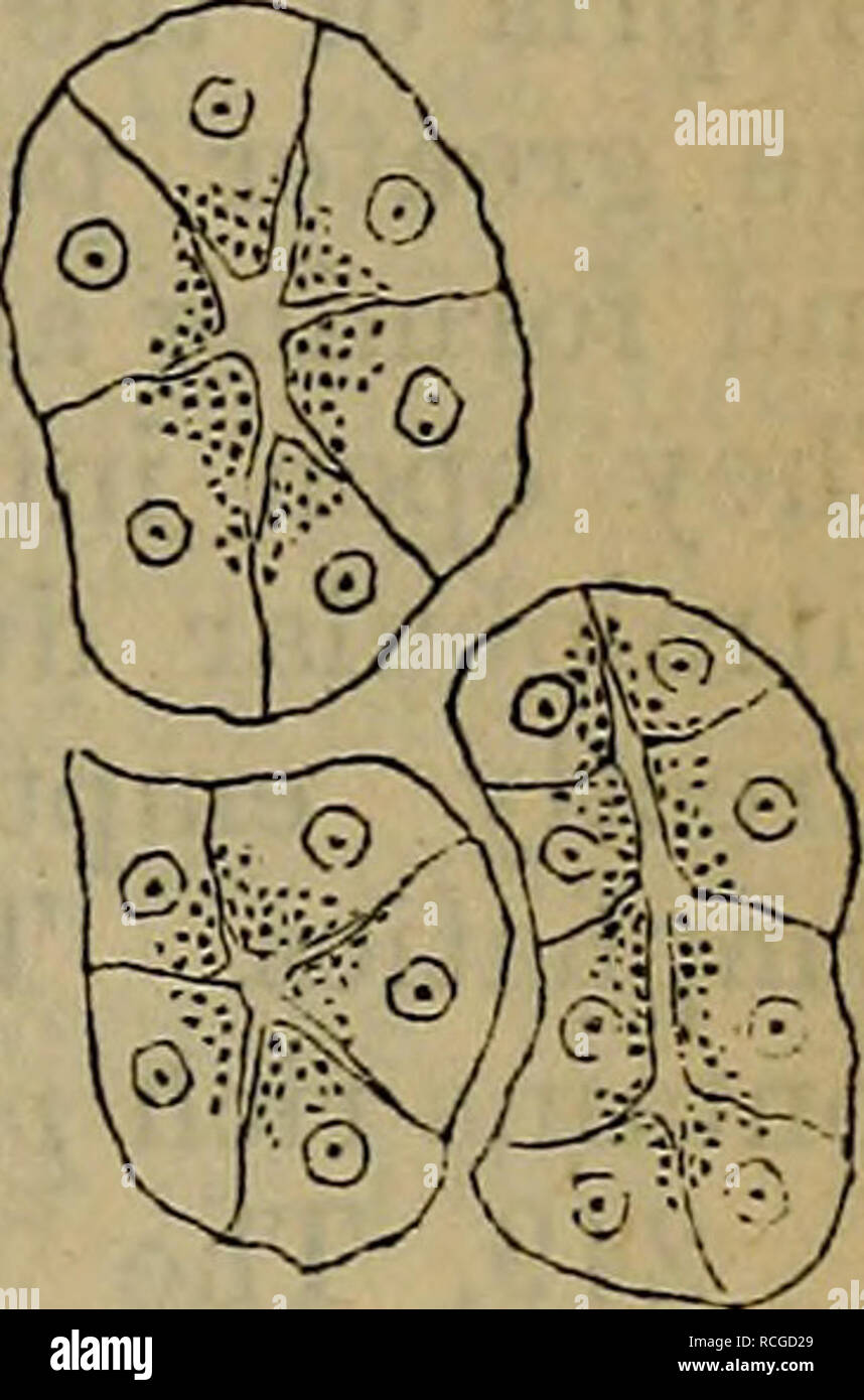 . Elements of histology. Histology. Pig. 109.—Alveoli of Serous Gland ...