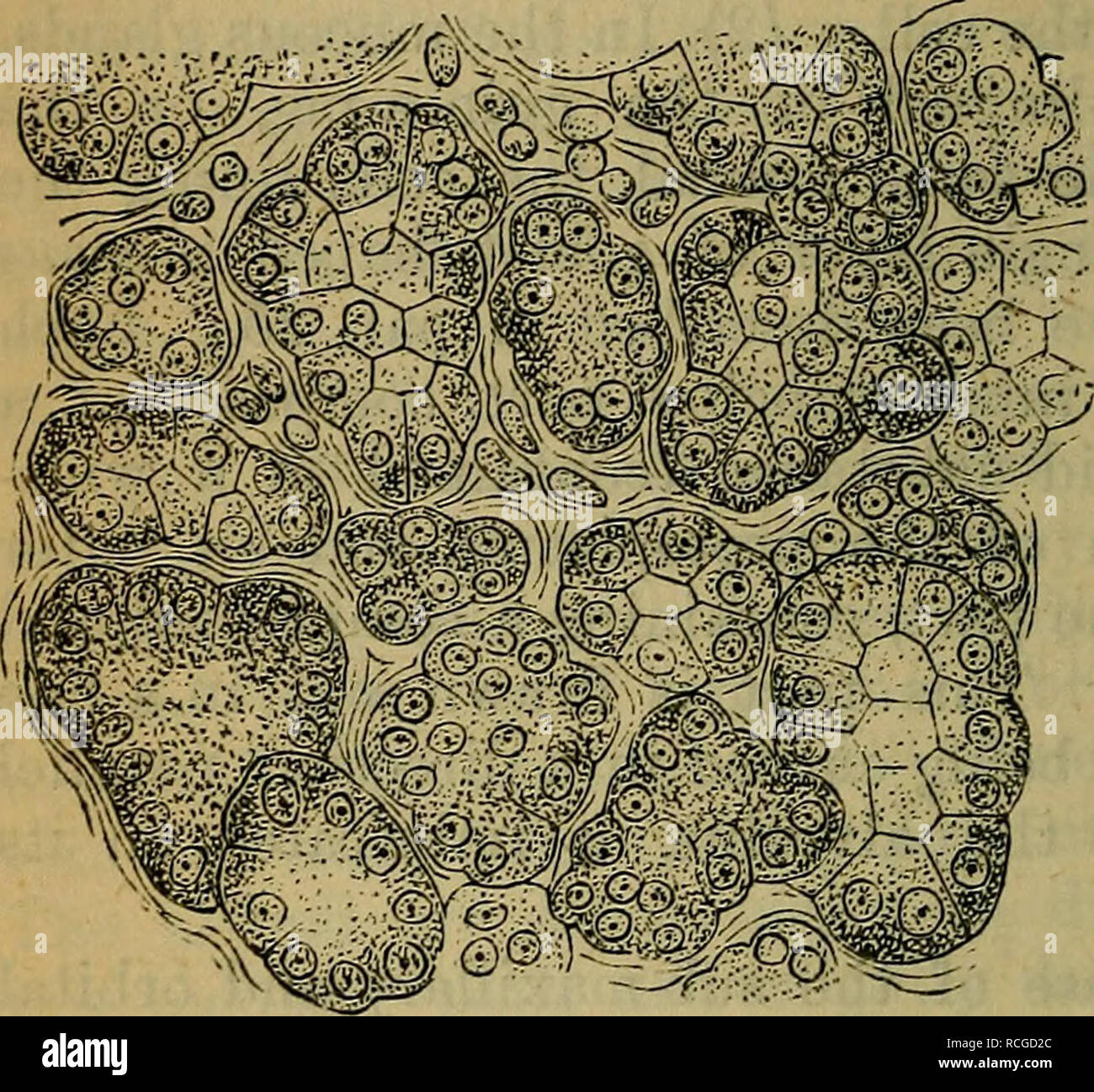 . Elements of histology. Histology. 184 Elements of Histology. [Chap ...