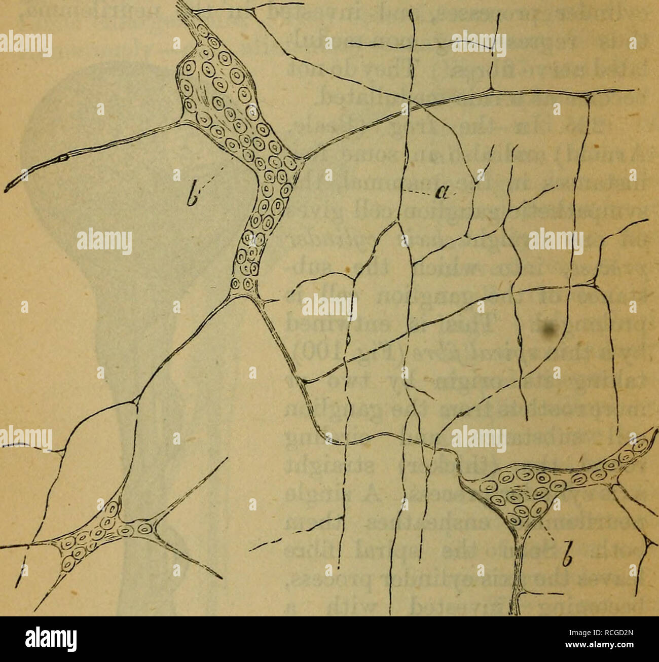 . Elements of histology. Histology. 170 Elements of Histology. [Chap ...