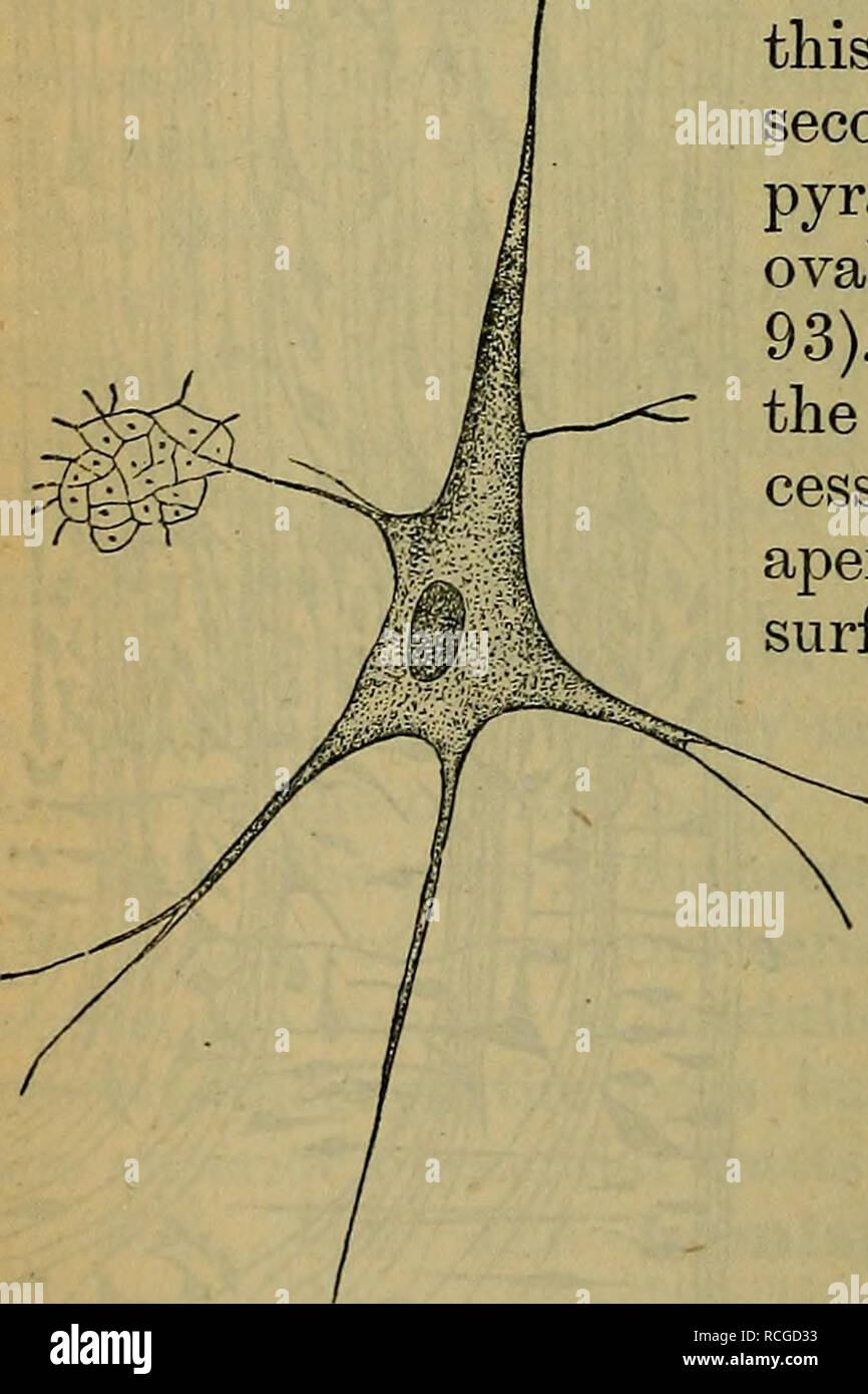 Pyramidal Cells Histology