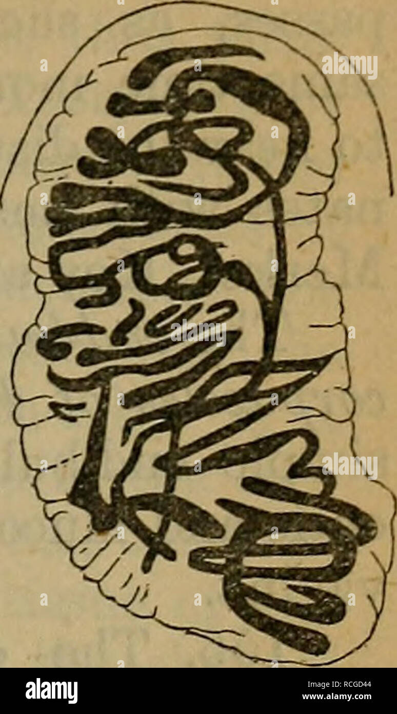 Merkel cells hi-res stock photography and images - Alamy