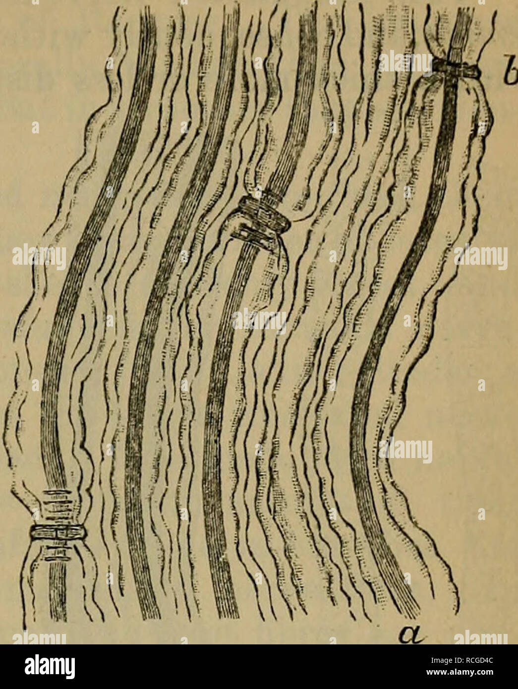 . Elements of histology. Histology. Chap. XIV.] Nerve-fibres. 109 the ...