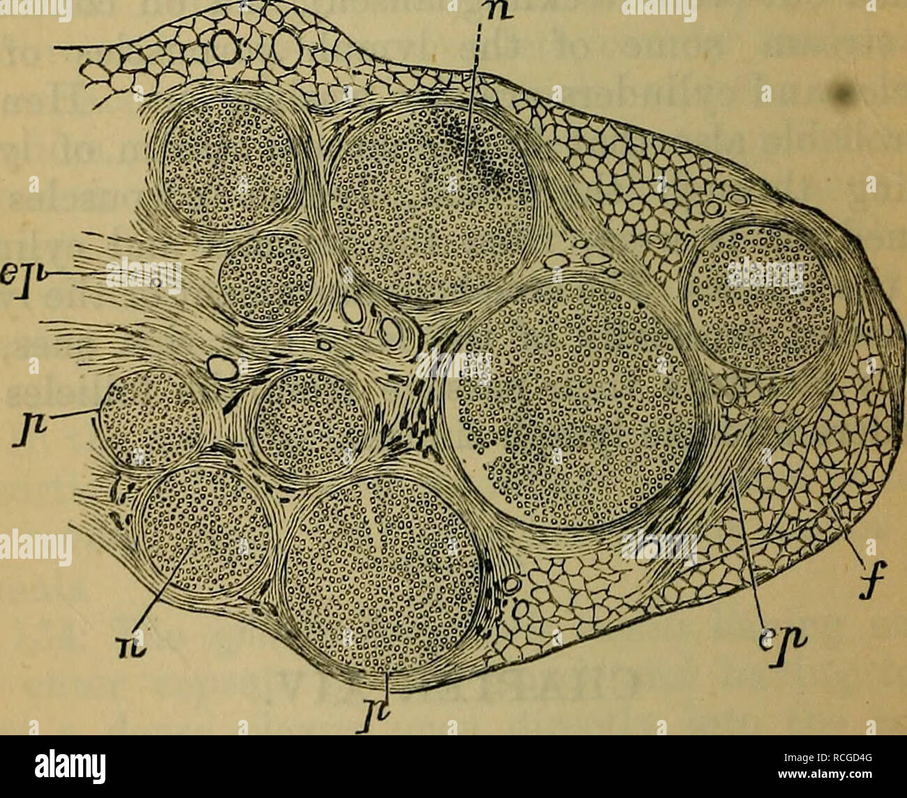 . Elements of histology. Histology. 104 Elements of Histology. [Chap ...