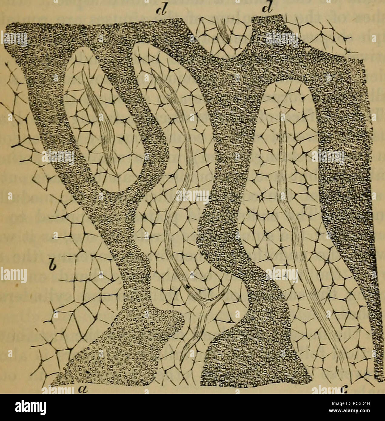 Medullary sinuses hi-res stock photography and images - Alamy