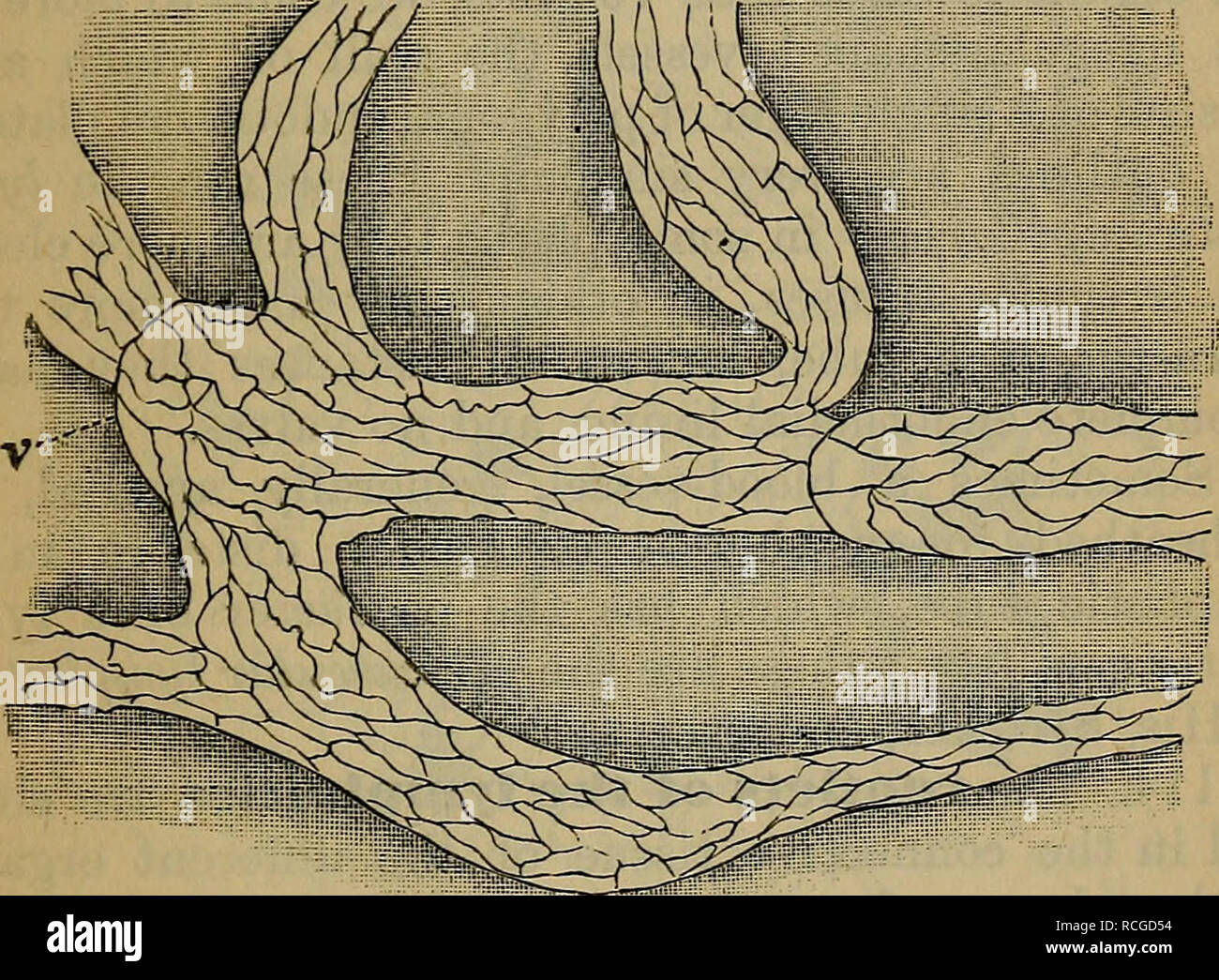 . Elements of histology. Histology. Chap. XL] The Lymphatic Vessels. 85 ...