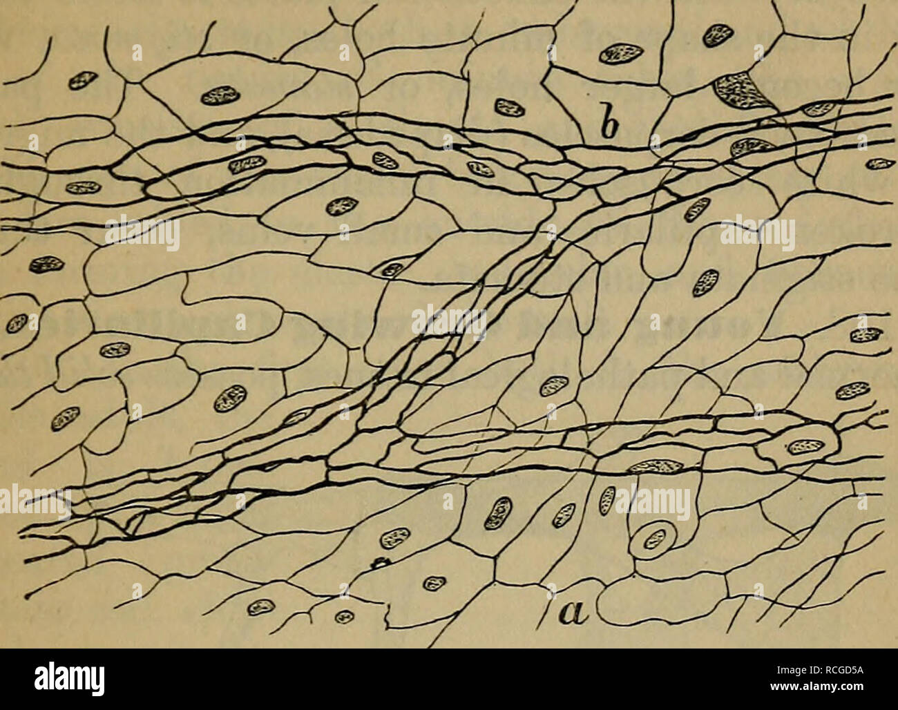Blood capillaries histology hi-res stock photography and images - Alamy