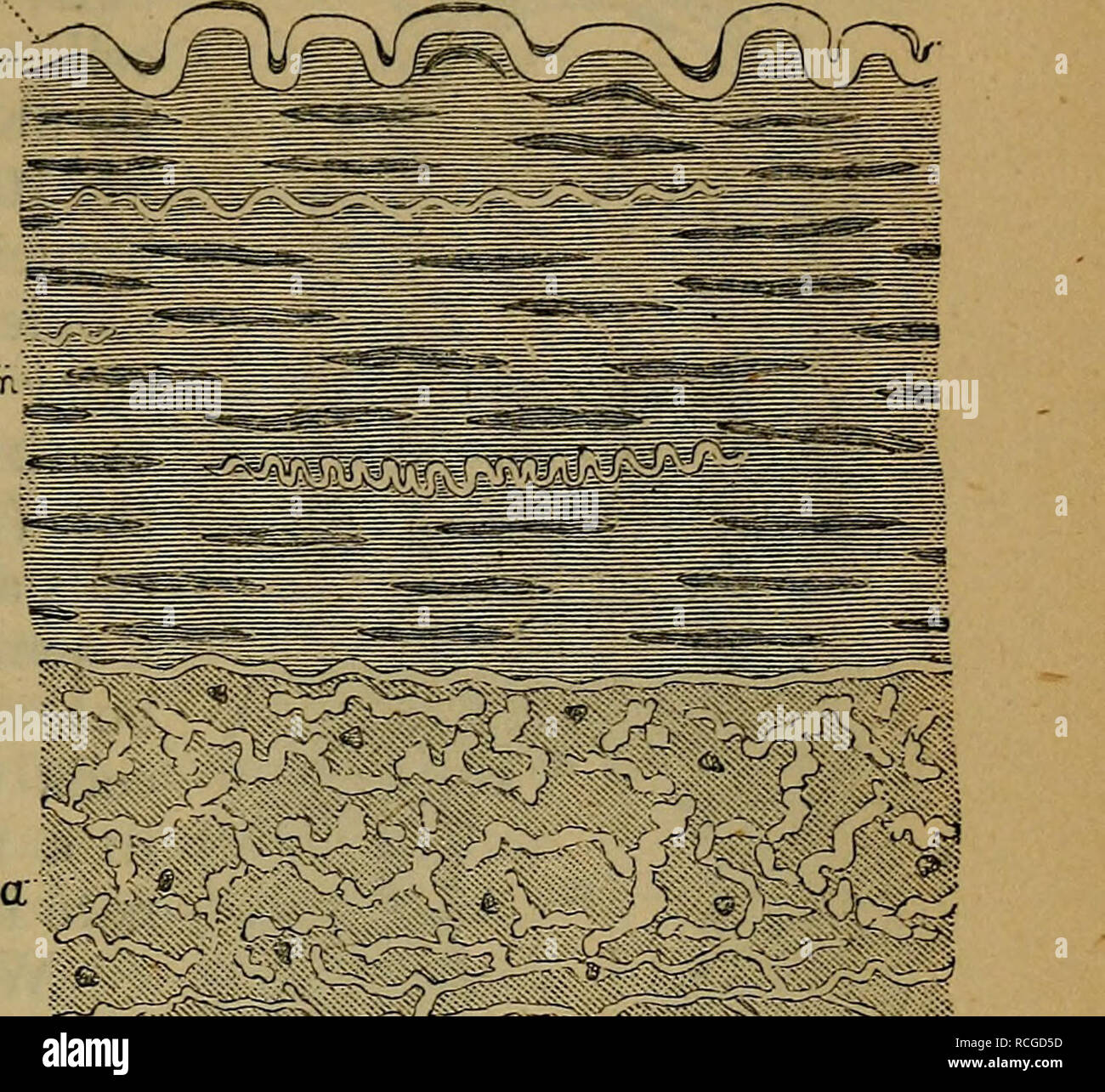 . Elements of histology. Histology. chap, x.] The Heart and Blood ...