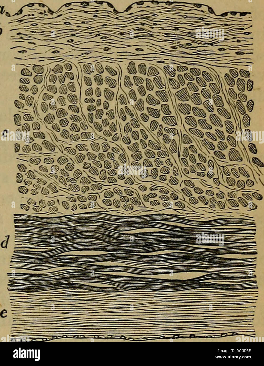 . Elements of histology. Histology. chap, x.] The Heart and Blood ...