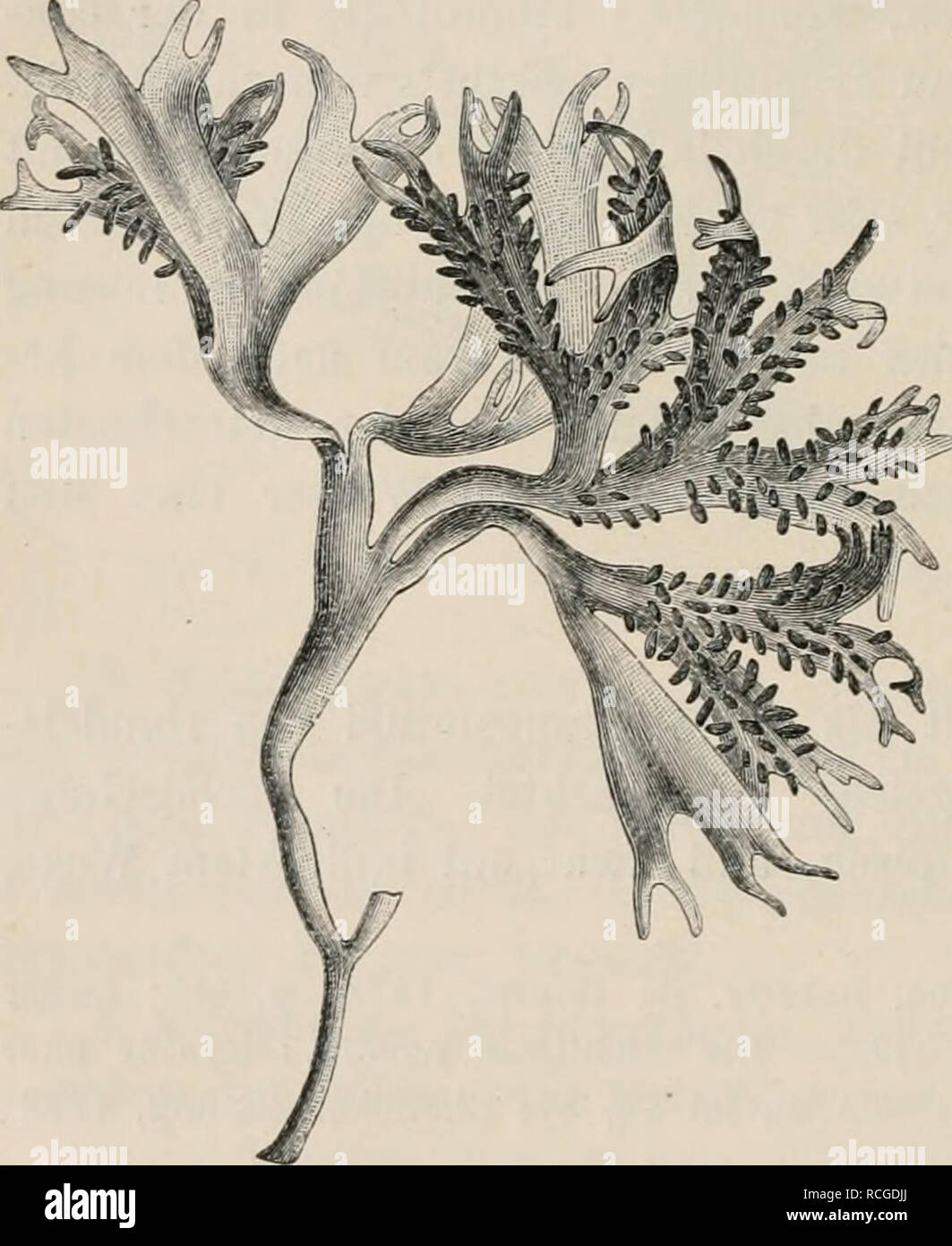 . Die Rohstoffe des Pflanzenreichs : versuch einer Technischen ...