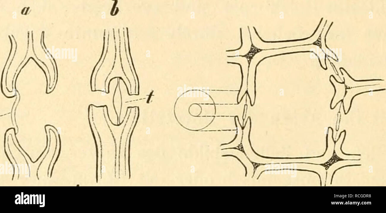. Die rohstoffe des pflanzenreiches; versuch einer technischen ...