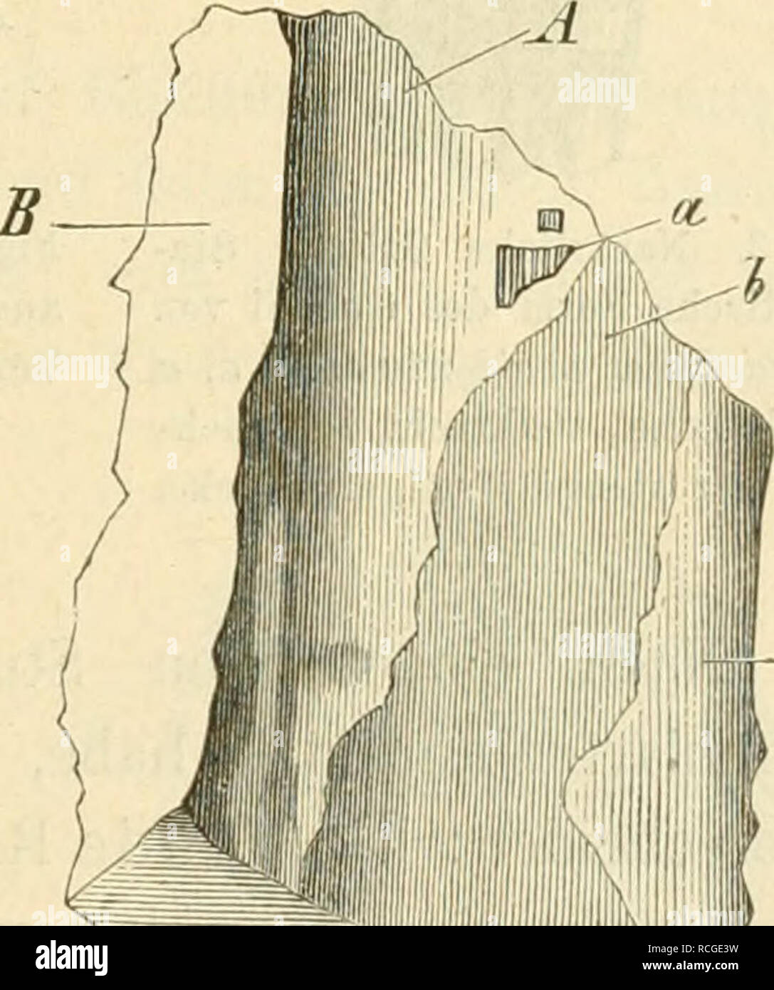 Gummi traganth hi-res stock photography and images - Alamy