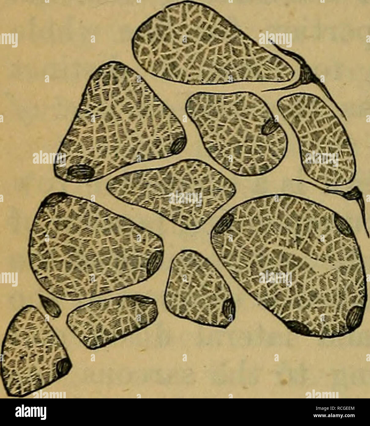 . Elements of histology. Histology. 7° Elements of Histology. [Chap. IX ...