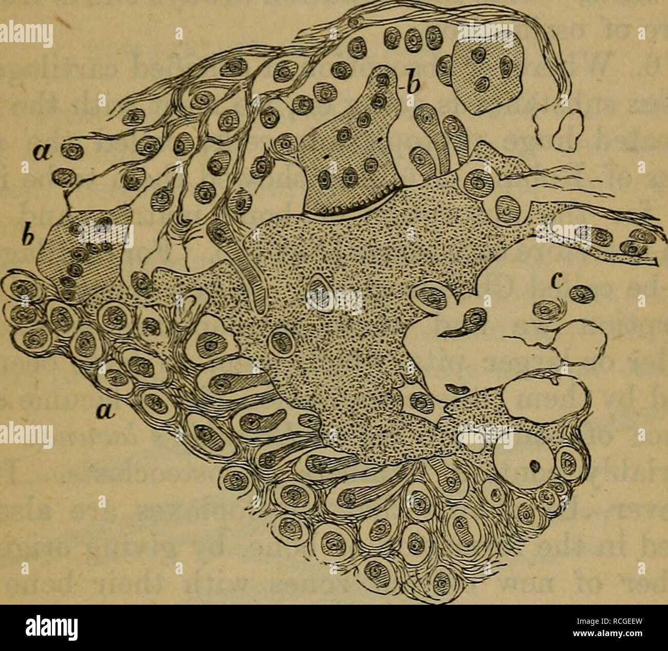 Multinucleated cells hi-res stock photography and images - Alamy