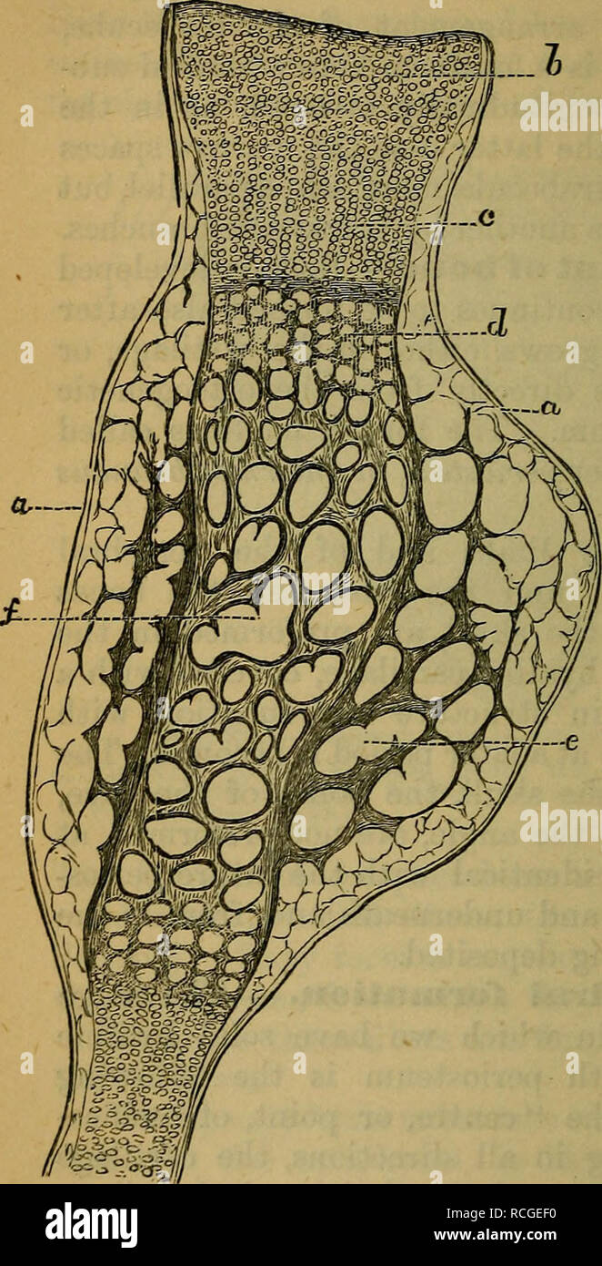 Marrow cavities hi-res stock photography and images - Alamy