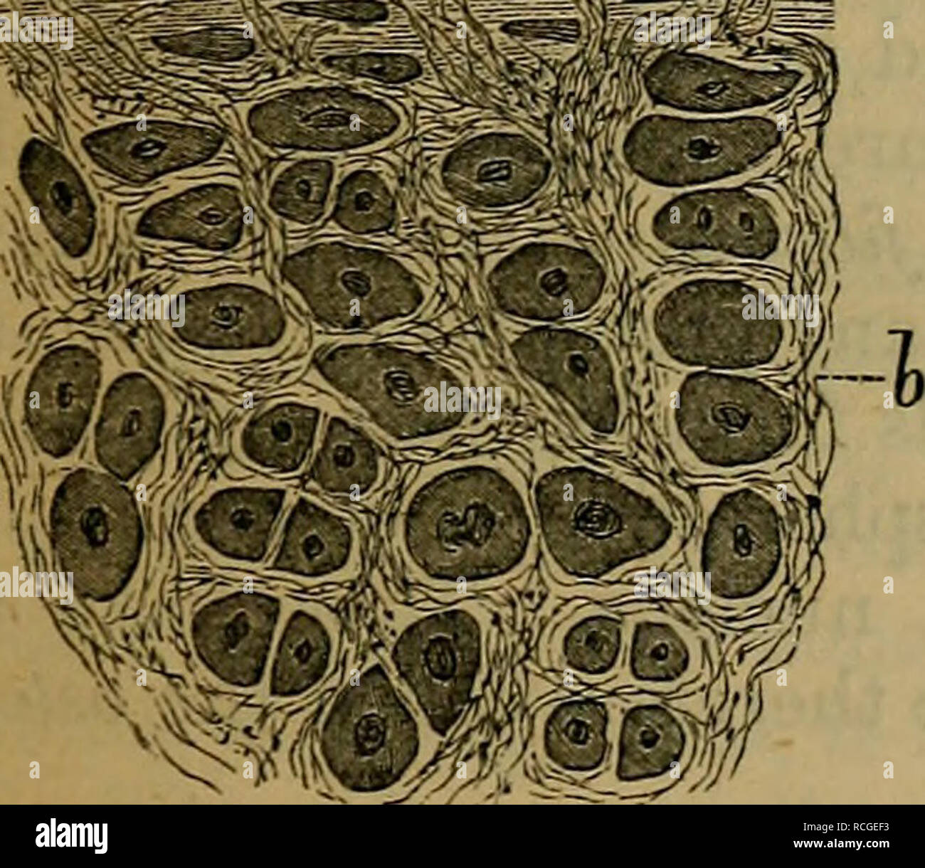 . Elements of histology. Histology. again in layers. The ground ...