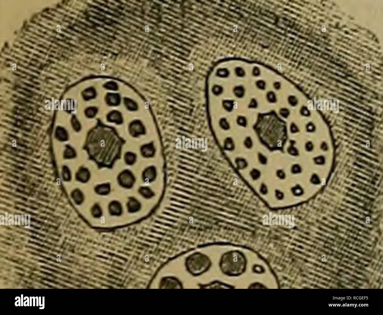 Hyaline articular cartilage hi-res stock photography and images - Alamy