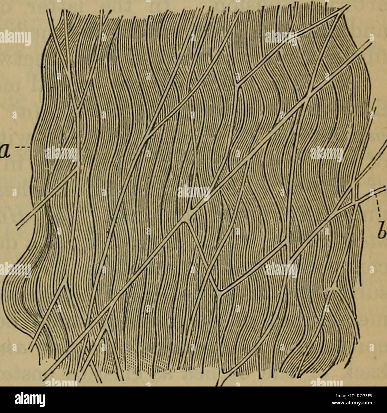 . Elements of histology. Histology. Chap, v.] Fibrous Connective ...