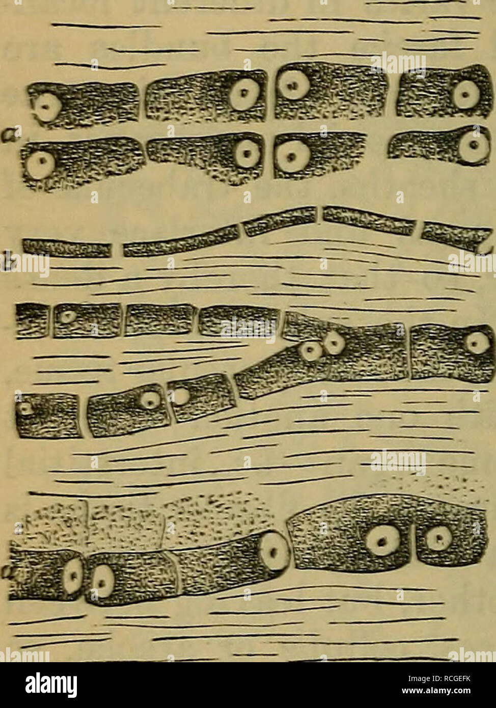. Elements of histology. Histology. 34 Elements of Histology. [Chap. v ...