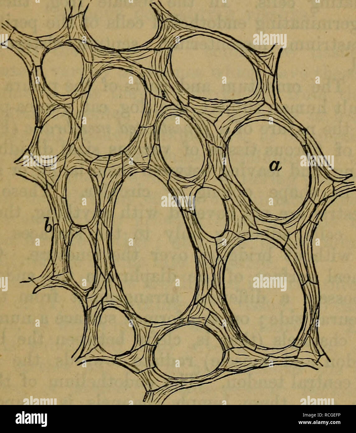 Serous Membrane Histology